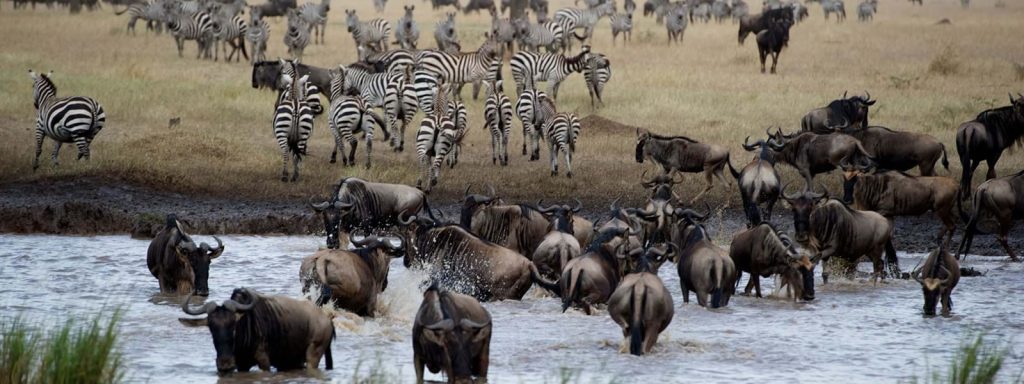 Maasai Mara-Serengeti Ecosystem – Bantu Horizons