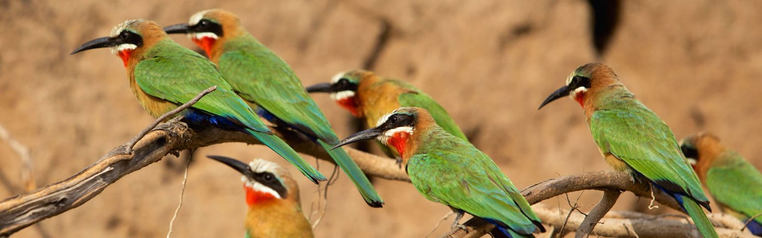 Birds Watching Safaris – Bantu Horizons
